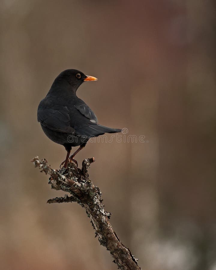 Maschio Di Merula Del Turdus Del Merlo Immagine Stock - Immagine di ...