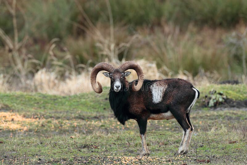 Maschio di muflone immagine stock. Immagine di scalatore - 49432481