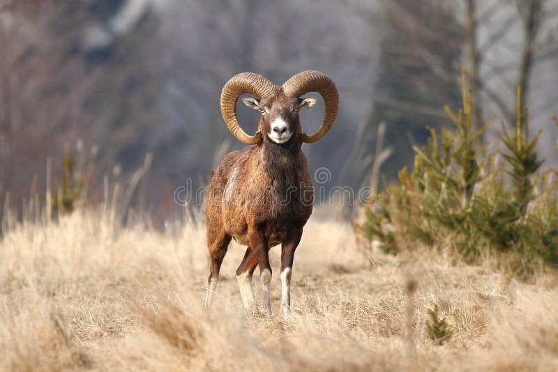 Ovis Musimon Maestoso Di Muflone Immagine Stock - Immagine di natura ...
