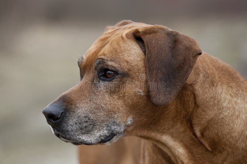 Maschio Senior Di Rhodesian Ridgeback Immagine Stock - Immagine di ...