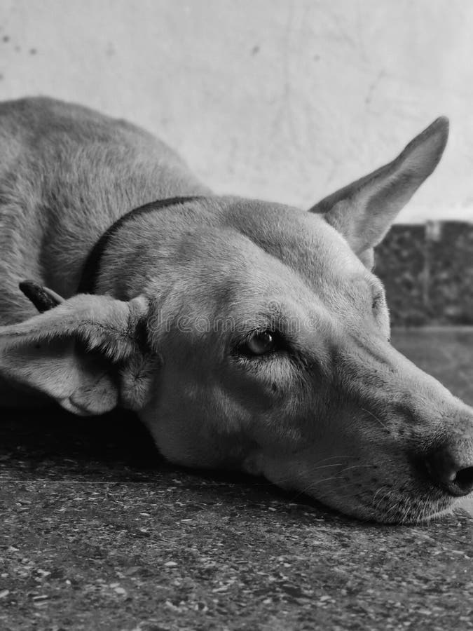Mascota De Retrato Triste De Perro De Casa Imagen de archivo - Imagen ...