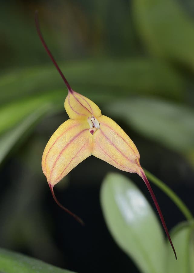 Masdevallia Orchid Hybrid stock image. Image of masdevallia - 48431229