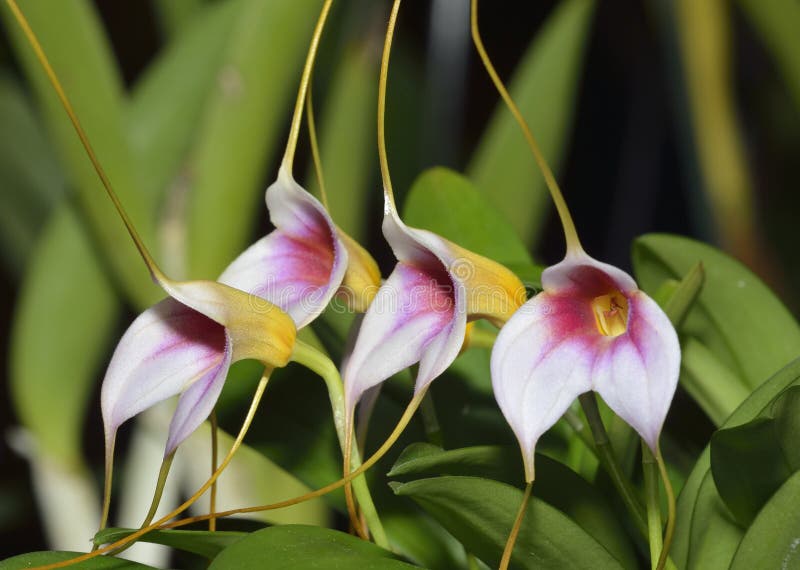 Masdevallia Orchid Hybrid stock photo. Image of plant - 53695946