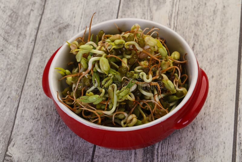 Mash bean sprout stock photo. Image of food, life, fresh - 150663802
