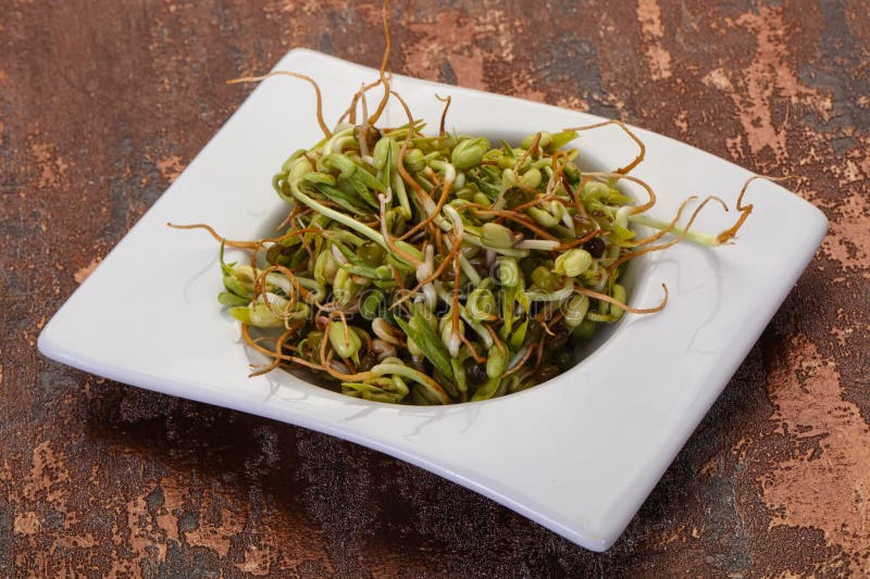 Mash bean sprout stock photo. Image of soybean, seed - 199492562