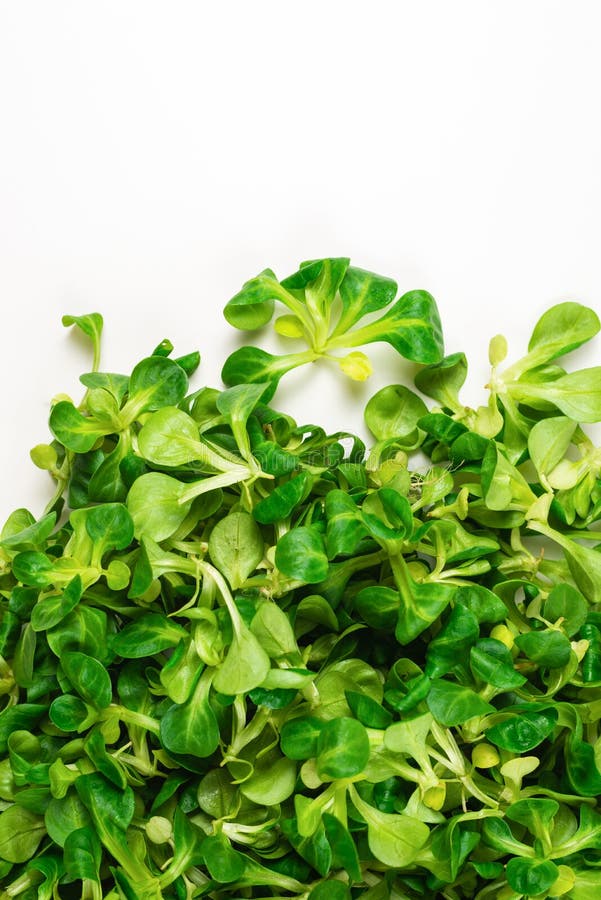 Mash Salad on White Background Stock Photo - Image of salad, vegetarian ...