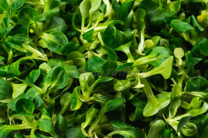 Mash Salad on White Background Stock Image - Image of leaves, summer ...
