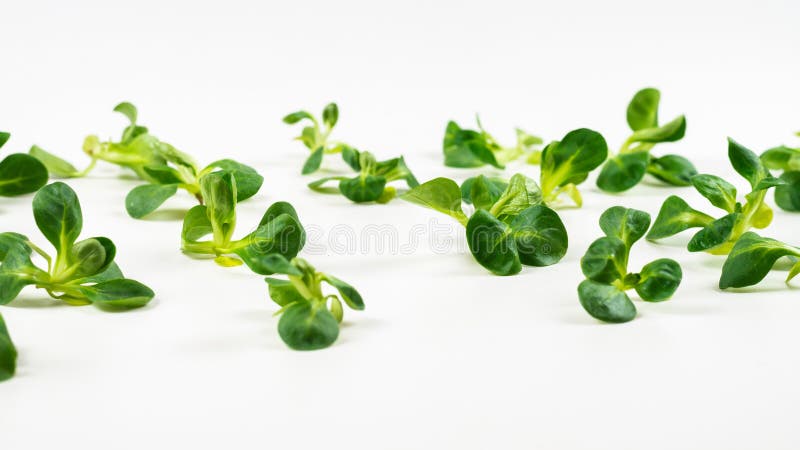 Mash Salad on White Background Stock Photo - Image of vitamin, closeup ...