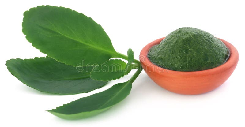 Medicinal Kalanchoe or Patharkuchi Leaf Stock Photo - Image of green ...
