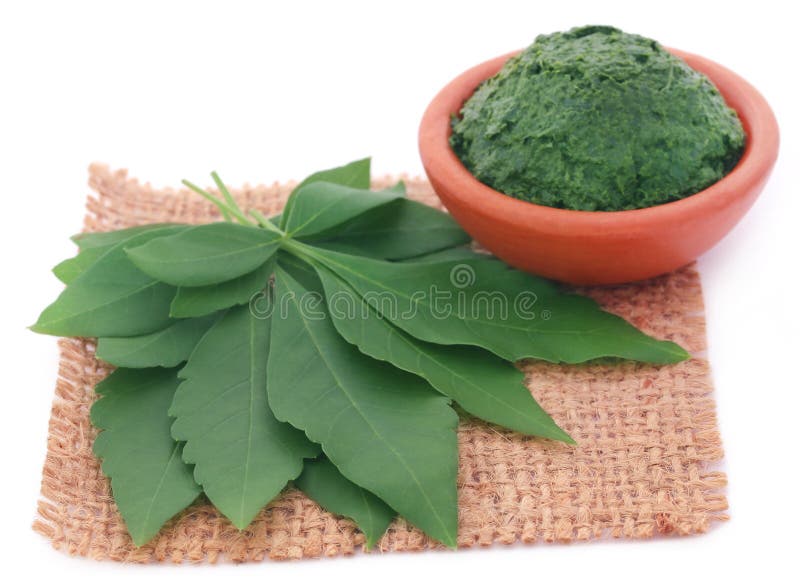 Mashed vitex Negundo stock image. Image of mashed, nature - 77339637