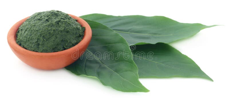 Mashed Vitex Negundo or Medicinal Nishinda Leaves Stock Image - Image ...