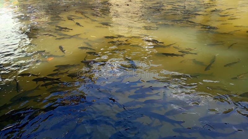 Masher Fish in River stock image. Image of masher, fish - 209291653