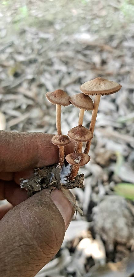 Khake Stock Photos - Free & Royalty-Free Stock Photos from Dreamstime