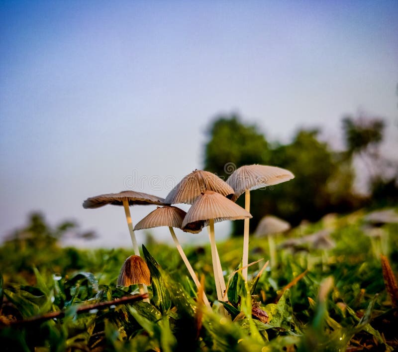 A Mashroom Family stock image. Image of flowers, grass - 231672803