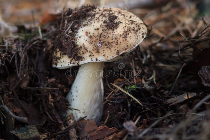 Mashroom in forest stock image. Image of closeup, fungi - 99974691