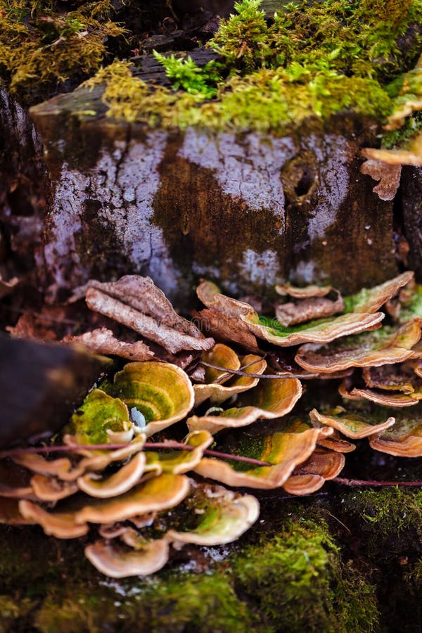 Mashroom Forest Nature Landscape Stock Photo - Image of edible, organic ...