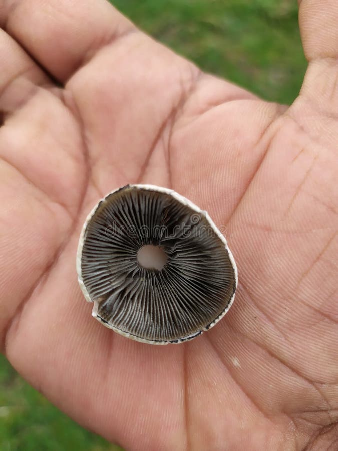 Mashroom stock photo. Image of wild, nature, beautie - 159904730