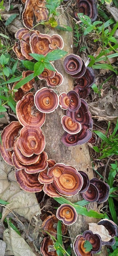 Mashroom S on the Woods, Natural Wild Stock Photo - Image of woods ...