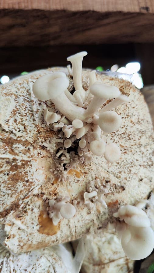 This is mashroom stock image. Image of buton, breakfast - 309952195