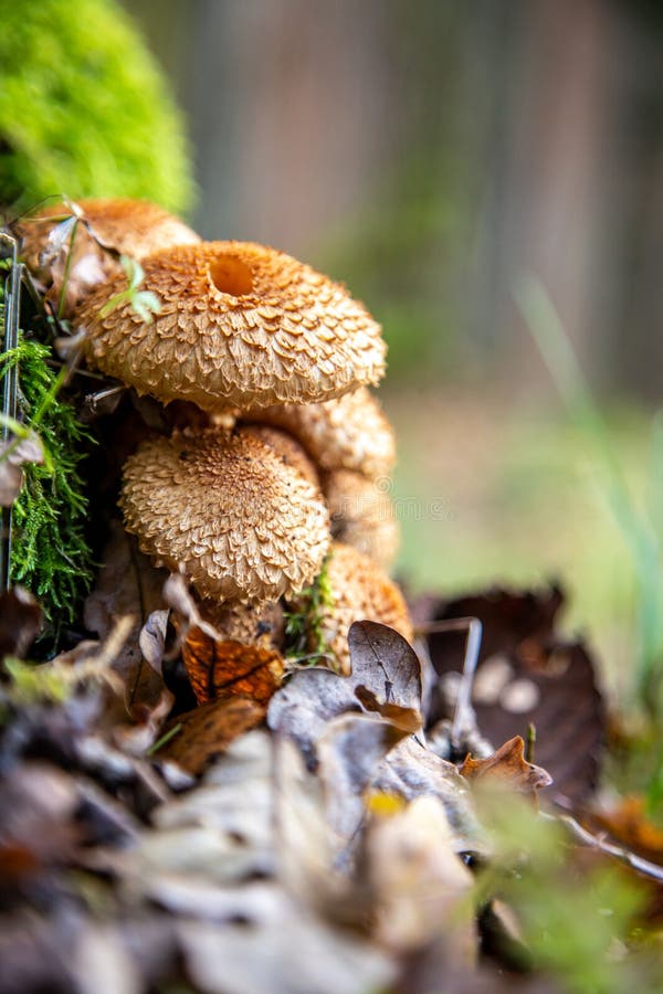 Mashrooms and Moss Around the during Fall Autumn Stock Photo - Image of ...