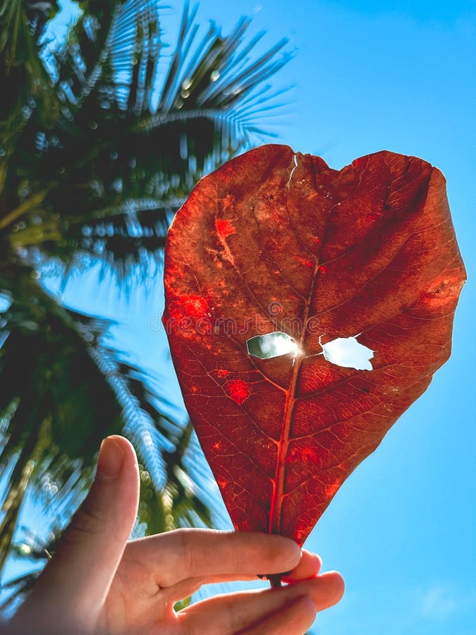Mask stock photo. Image of game, tree, life, mask, leaf - 264592462