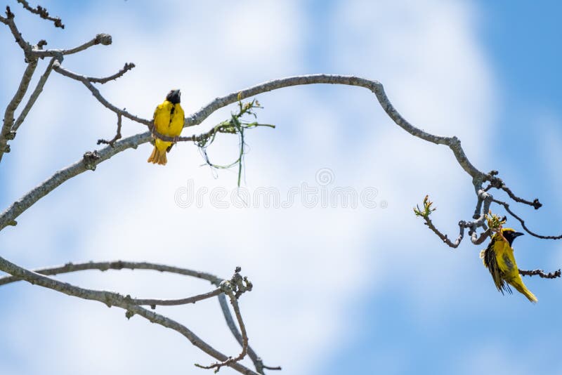 Mask Weavers Perched on a Branch Stock Photo - Image of land, laying ...