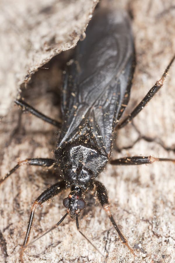 Masked Assassin Bug (Reduvius Personatus) Stock Image - Image of masked ...