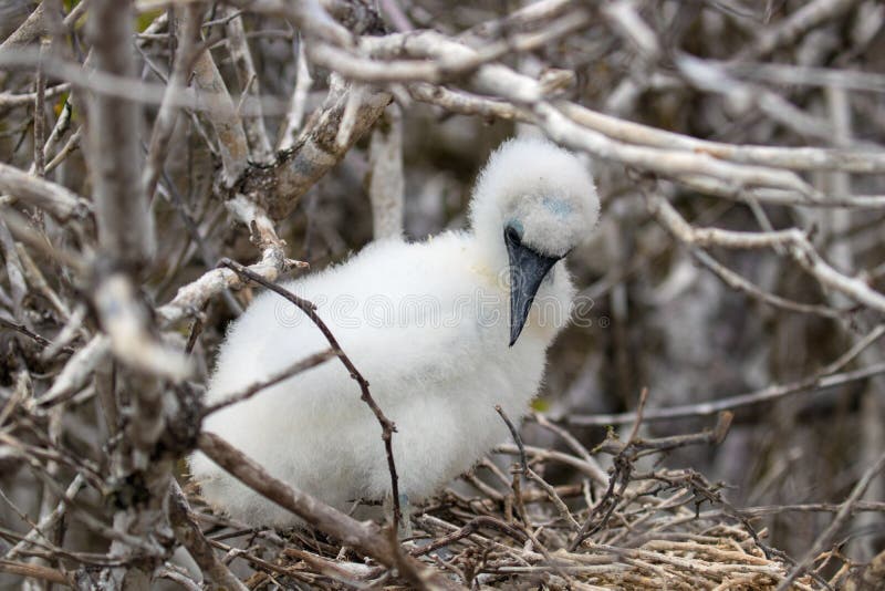 Masked Booby Bird Chick on the Galapagos Islands Stock Photo - Image of ...