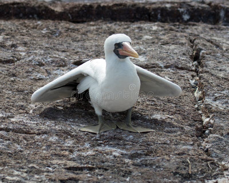 Masked Booby Bird Chick on the Galapagos Islands Stock Image - Image of ...