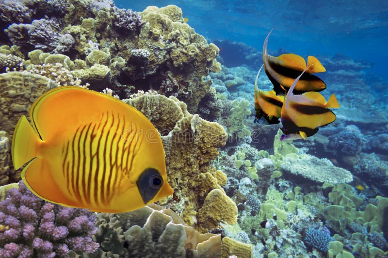 Masked Butterfly Fish and Coral Reef Stock Image - Image of aquatic ...
