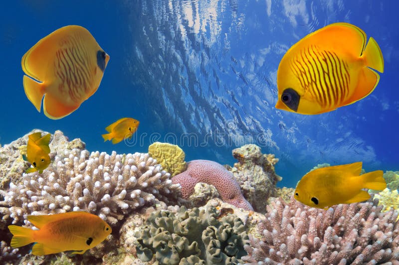 Masked Butterfly Fish and Coral Reef, Red Sea Stock Photo - Image of ...