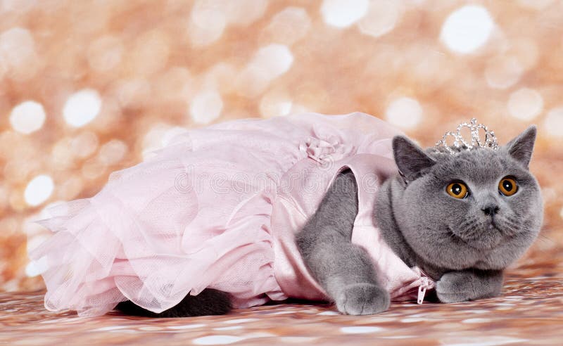 Masked Cat Cats in the Background Colored Stock Photo - Image of ...