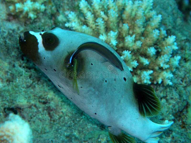 Masked Dog Faced Puffer Being Cleaned Stock Image - Image of fish ...