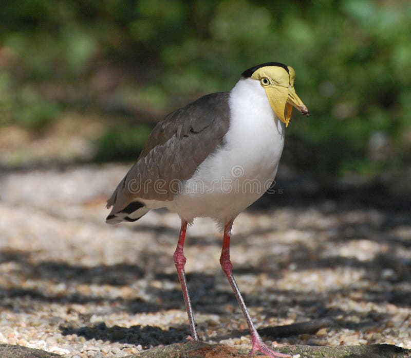 Masked Lapwing stock photo. Image of waders, yellow, face - 58176118
