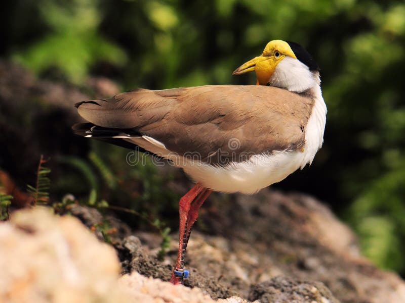 Masked Lapwing Bird Looking Back Stock Image - Image of undomesticated ...