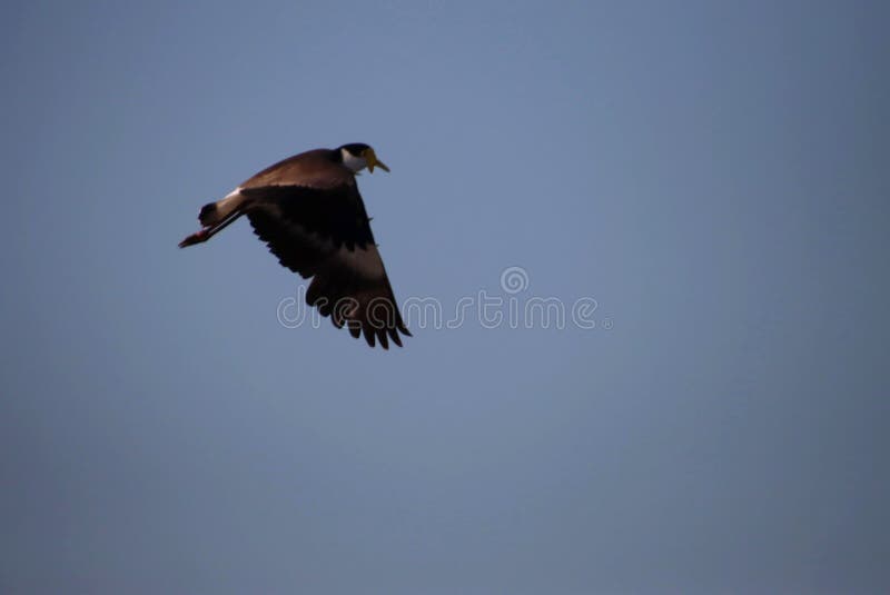 Masked Lapwing (Plover) in Flight Stock Photo - Image of seabird ...