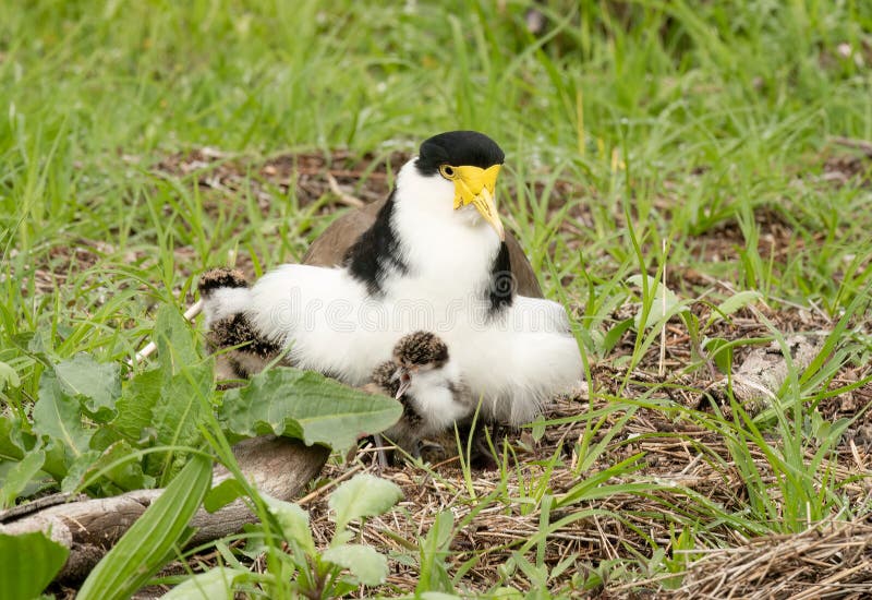 Masked Lapwing Ploverwith a Young Chick Stock Photo - Image of lapwings ...