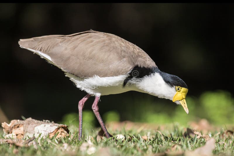 Masked Lapwing stock photo. Image of australia, sandy - 224582270