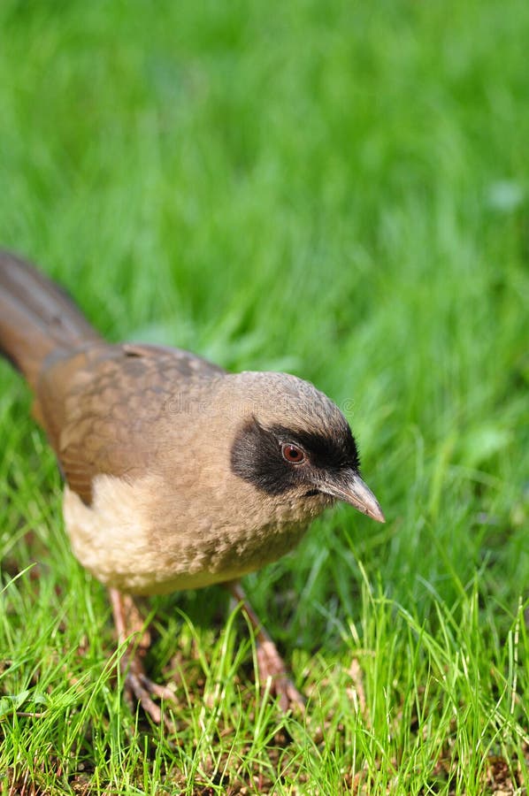 Masked Laughing Thrush stock photo. Image of grass, birds - 17836826
