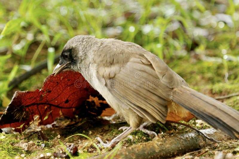 A Masked Laughingthrush stock photo. Image of masked - 249283854
