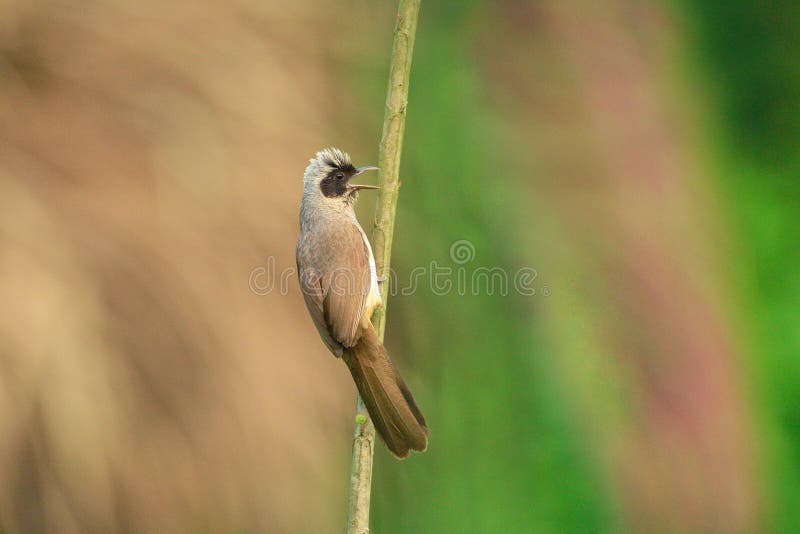 Masked laughingthrush stock image. Image of masked, tree - 72586427