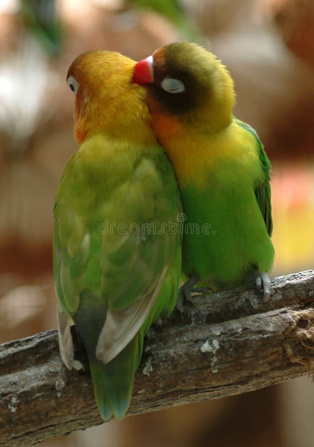 304 Masked Lovebird Stock Photos - Free & Royalty-Free Stock Photos ...
