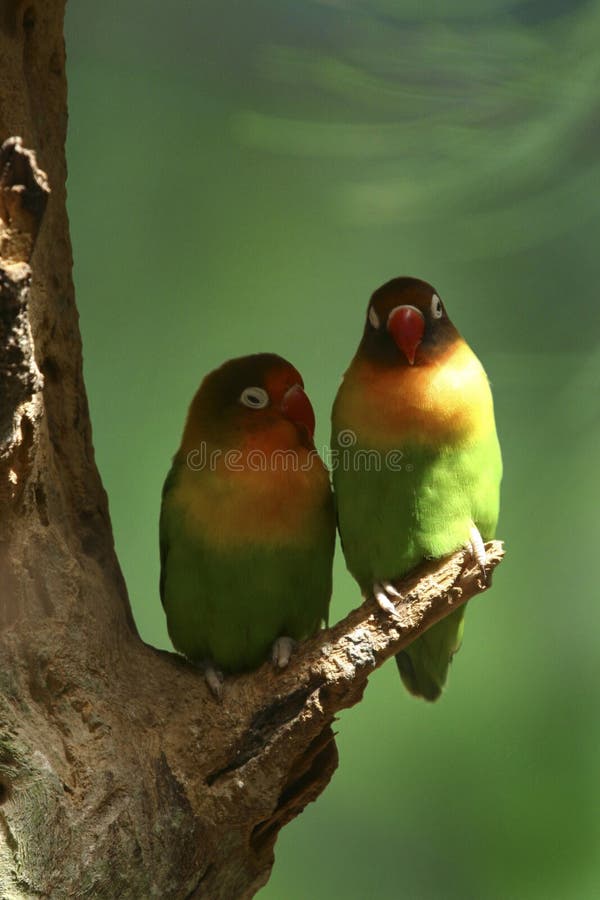 304 Masked Lovebird Stock Photos - Free & Royalty-Free Stock Photos ...