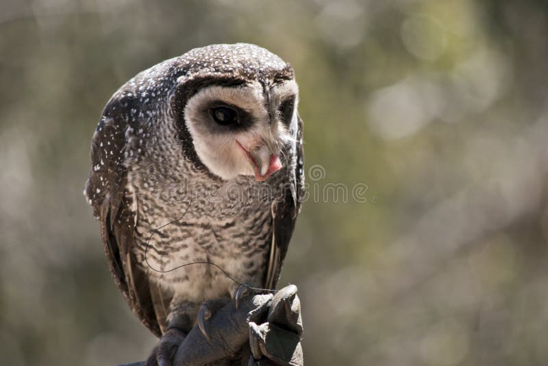 A masked owl stock image. Image of bill, brown, australian - 135854831