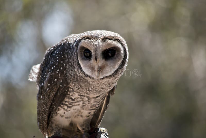 A masked owl stock image. Image of feathers, eyes, australia - 136487183