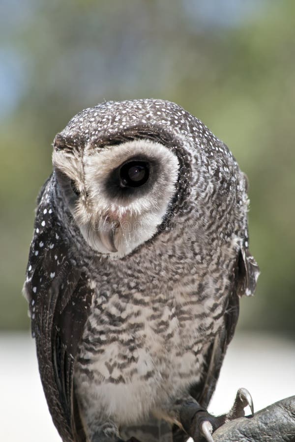 A masked owl stock image. Image of brown, hoot, australian - 137157409