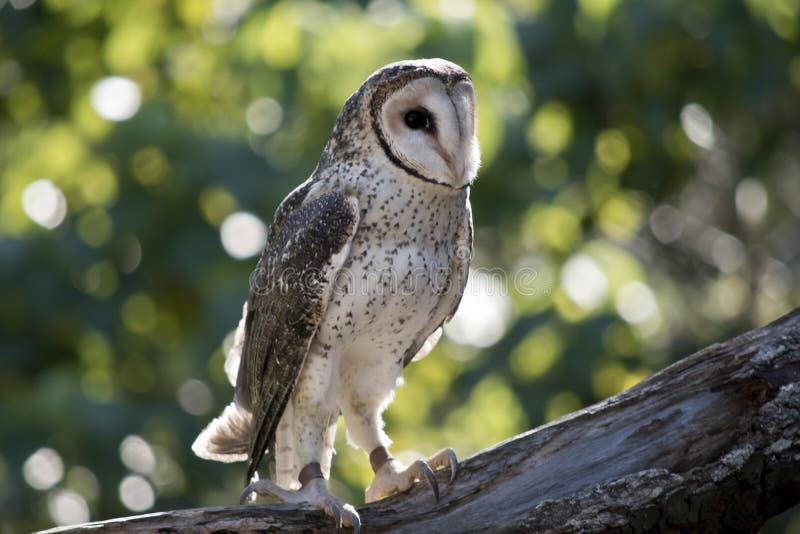 A masked owl stock photo. Image of brown, masked, raptor - 127484714