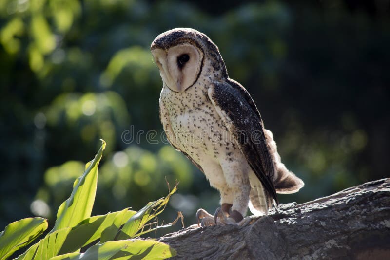 A masked owl stock image. Image of white, feathers, pink - 124519403