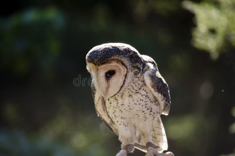 A masked owl stock photo. Image of brown, white, feathers - 124522116