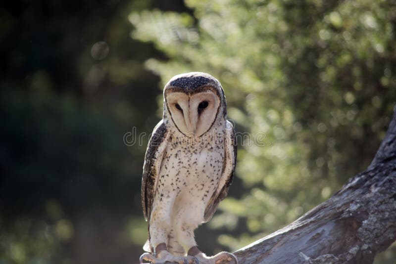 A masked owl stock image. Image of australia, beak, white - 124522141